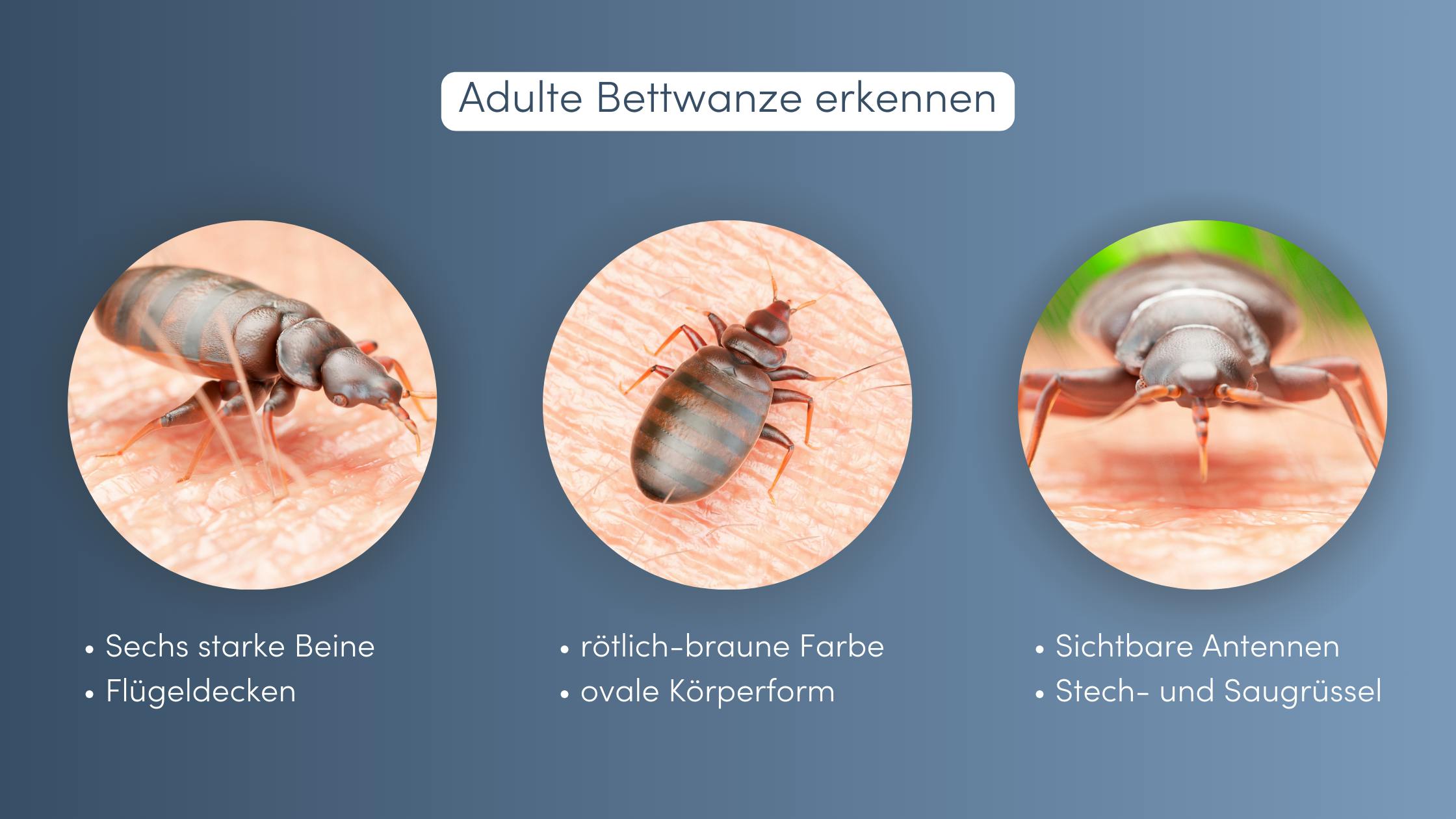 Bettwanzen erkennen: Raus aus dem Bettwanzen-Albtraum