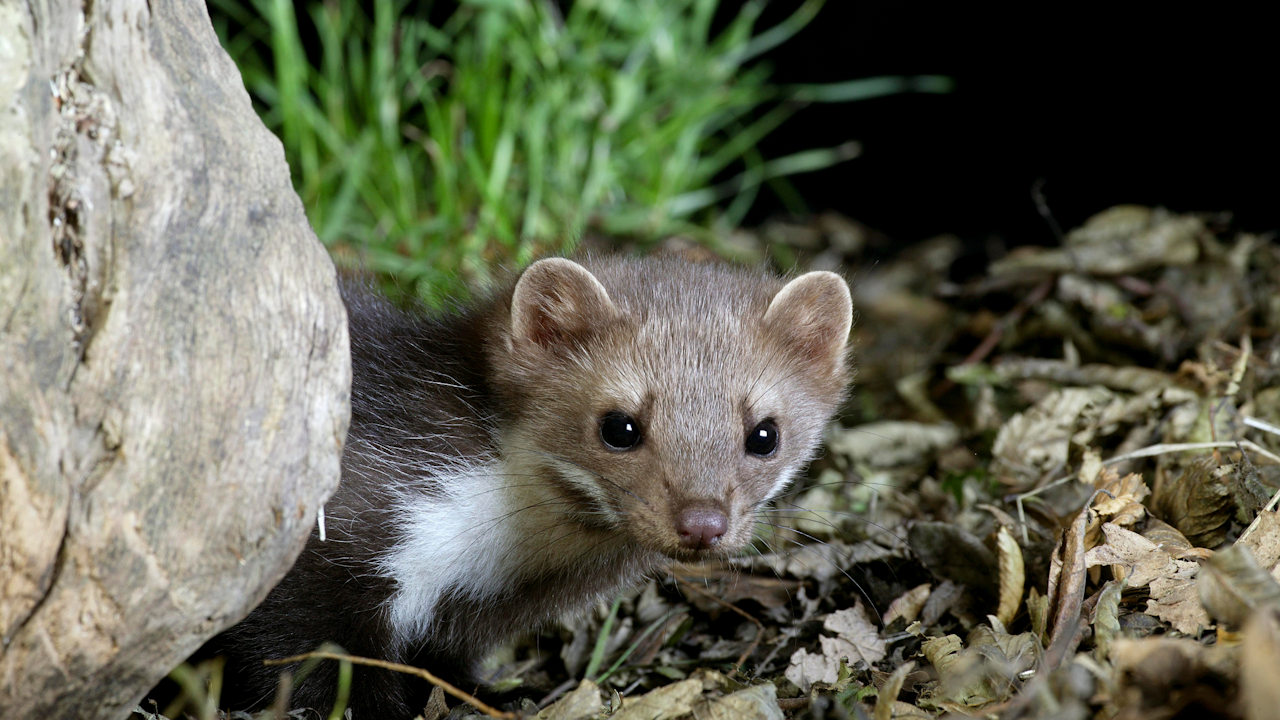 Marder bekämpfen in der Schweiz: Unser praktischer Ratgeber
