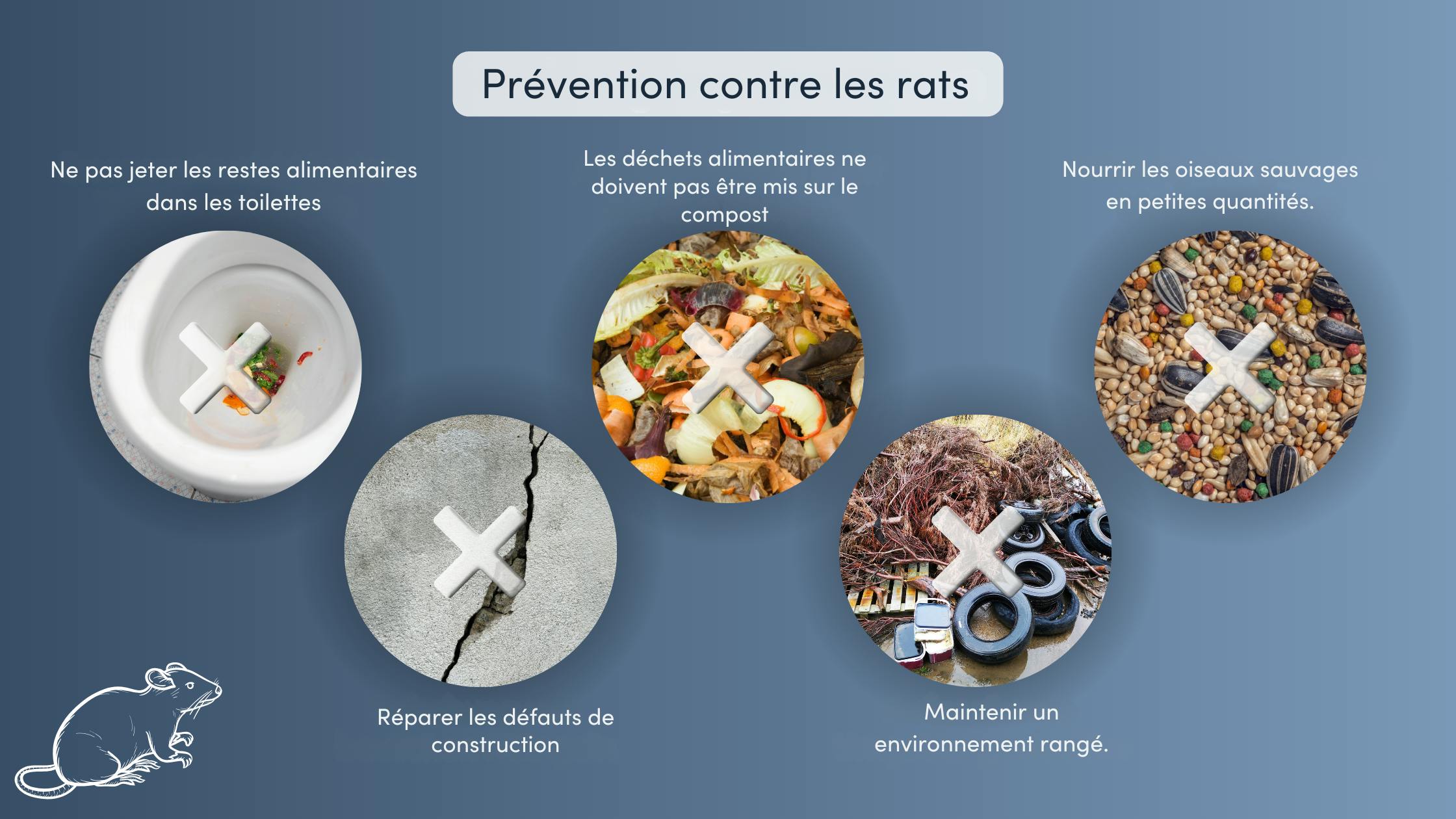 Ratten bekämpfen: Rattenbefall professionell bekämpfen