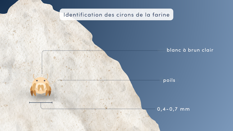 Se débarrasser des cirons de la farine : guide pour les éliminer ...