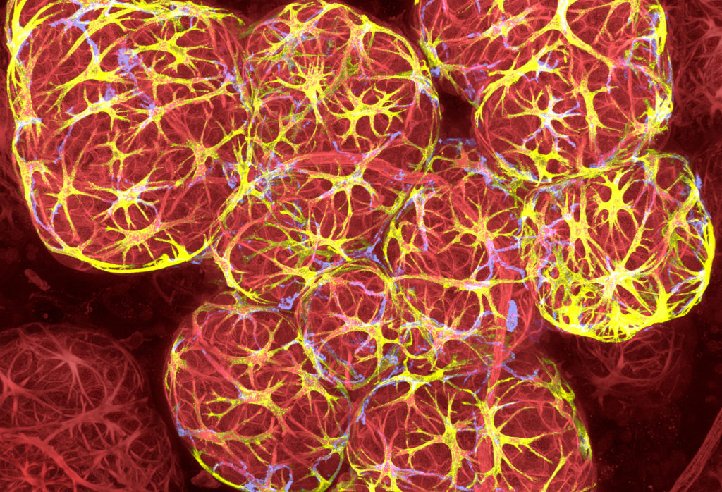 Snow Medical | Snow Centre for Immune Health