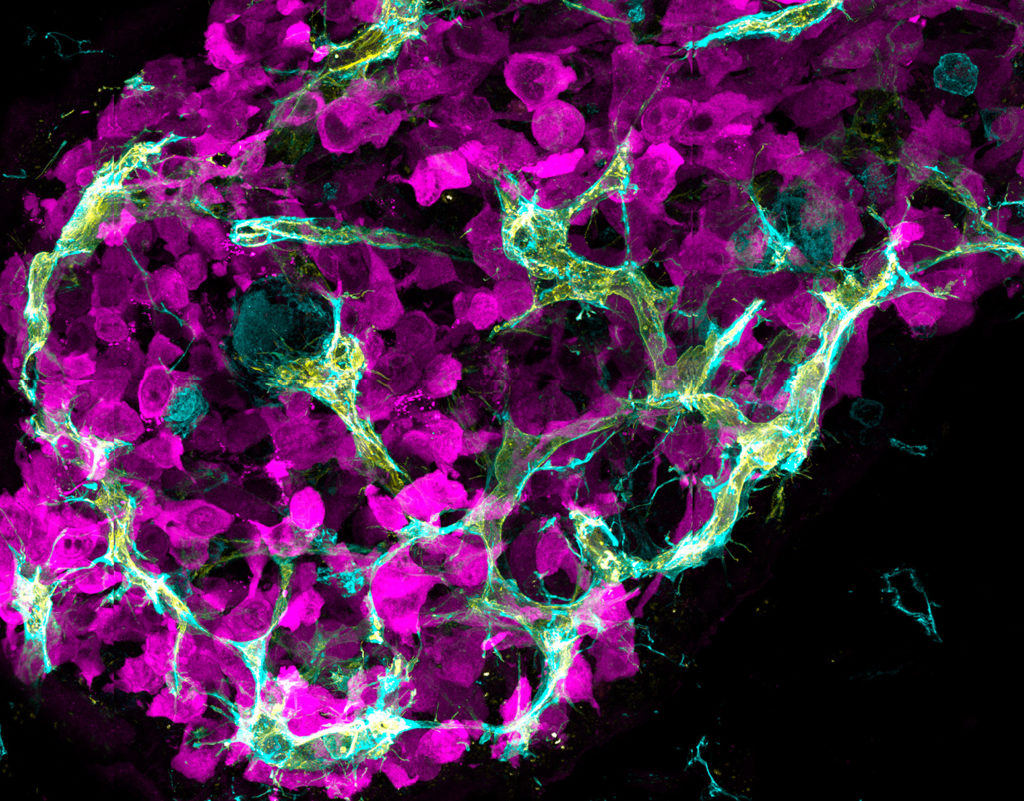 Snow Medical | Our Founders