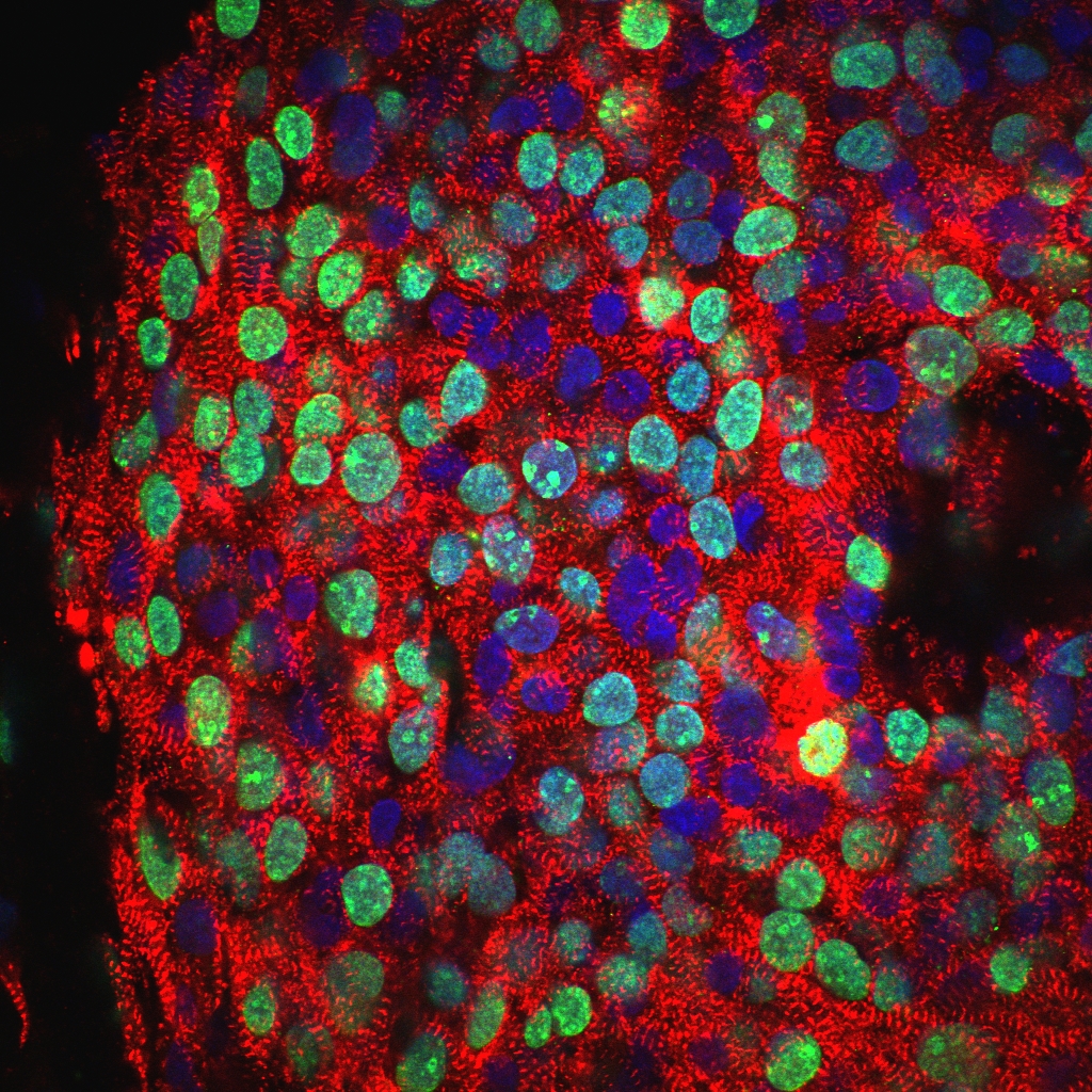 Snow Medical | Overview