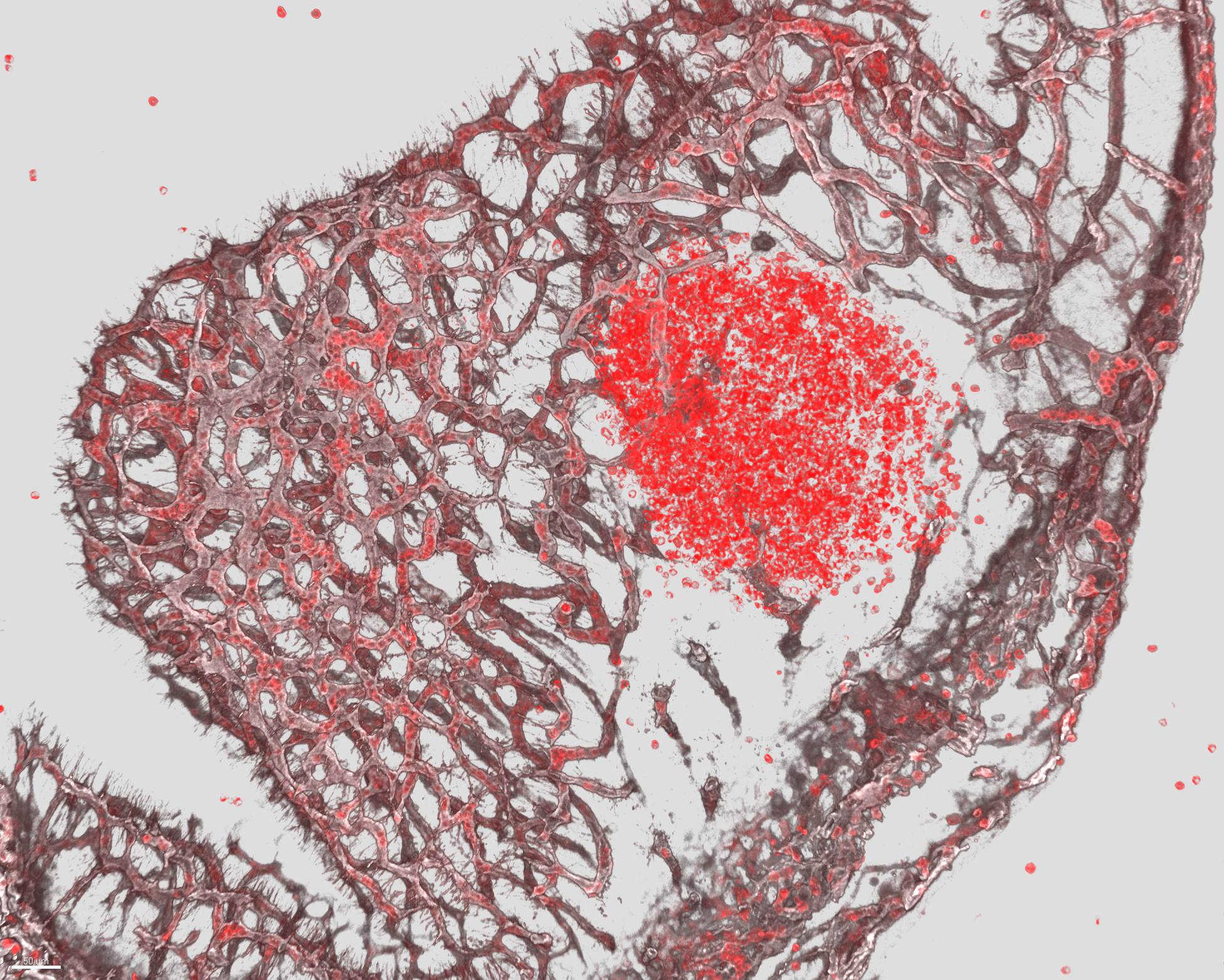 Snow Medical | About Our Fellowship