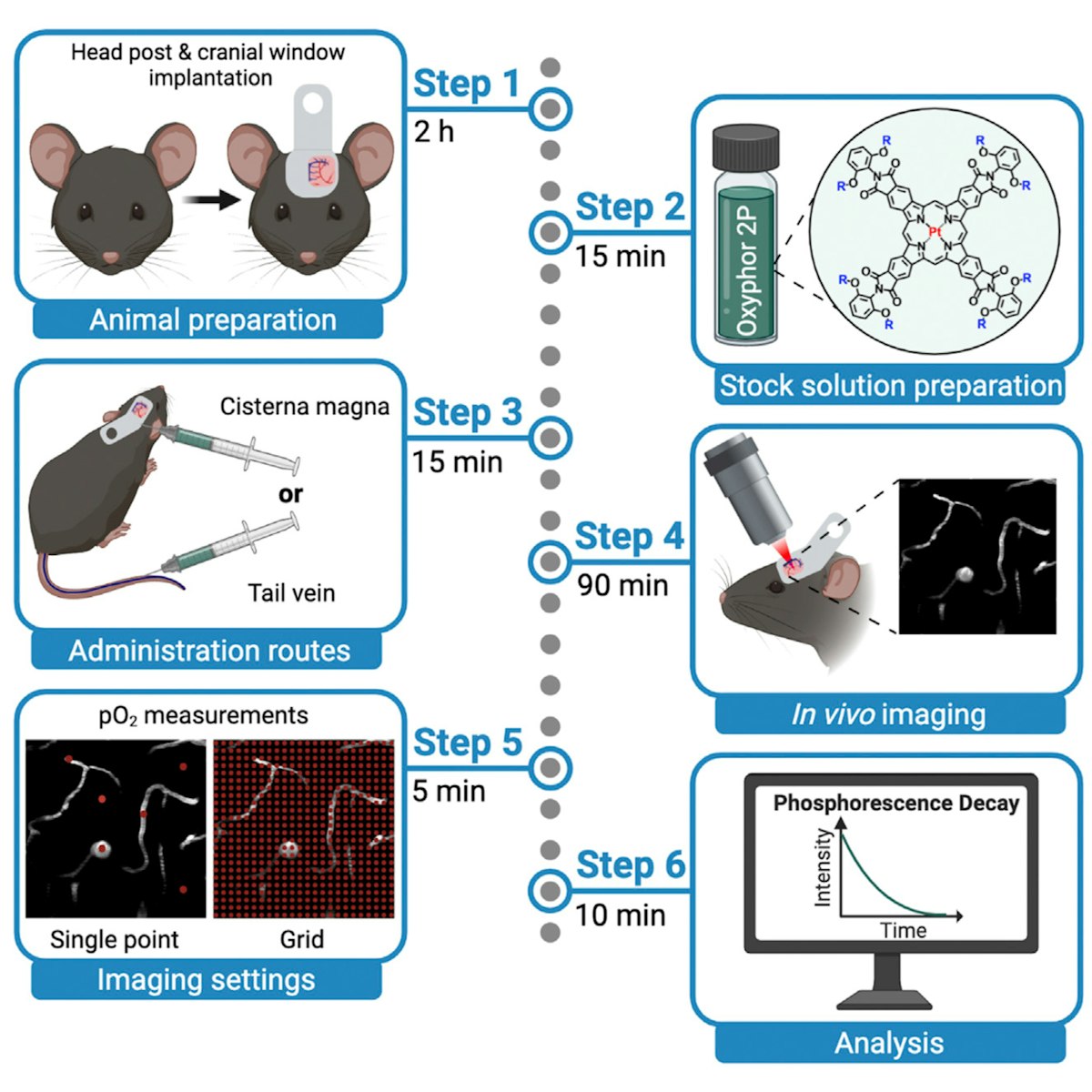 Measurement of cerebral oxygen pressure in living mice by two-photon ...