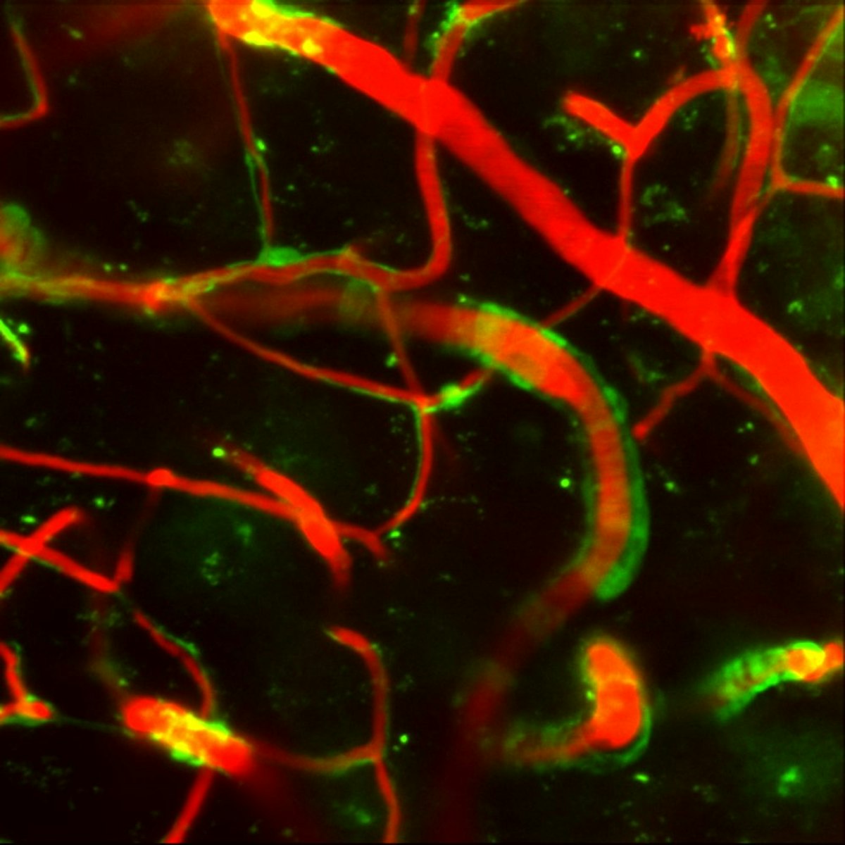 Distinct signatures of calcium activity in brain mural cells