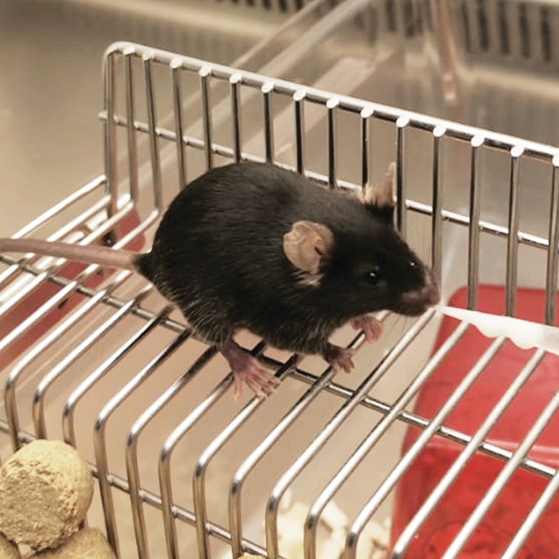 Oral application of clozapine-N-oxide using the micropipette-guided ...