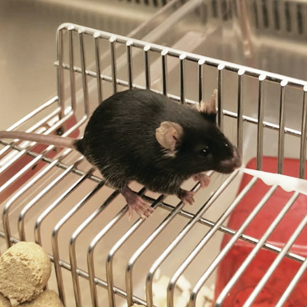 Oral application of clozapine-N-oxide using the micropipette-guided ...