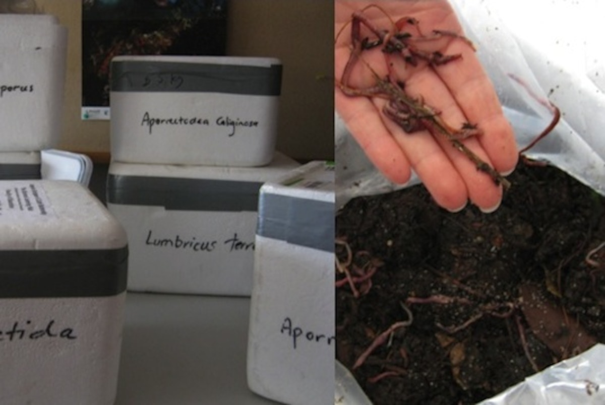 Investigating earthworms – introduction