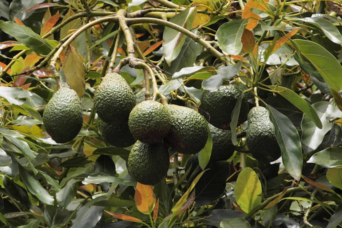 Avocado pollination — Science Learning Hub