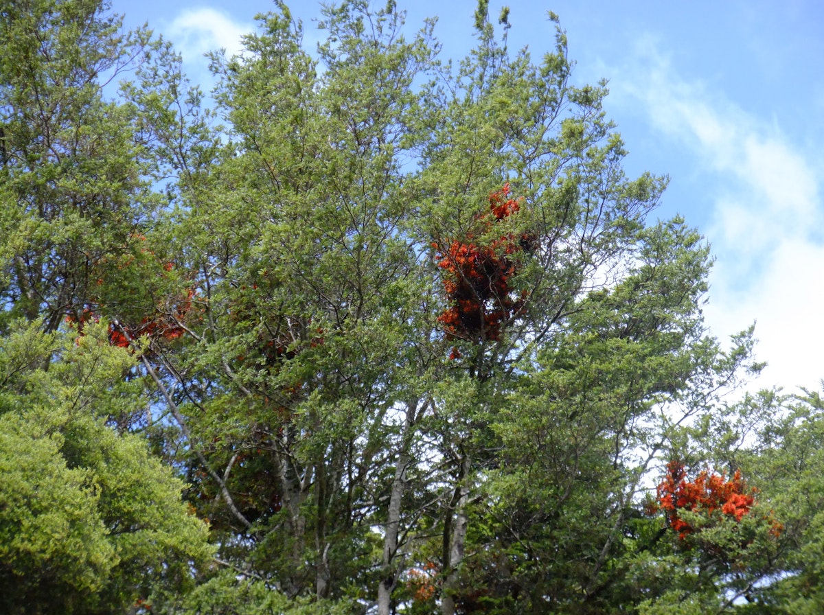 Colour in the forest — Science Learning Hub