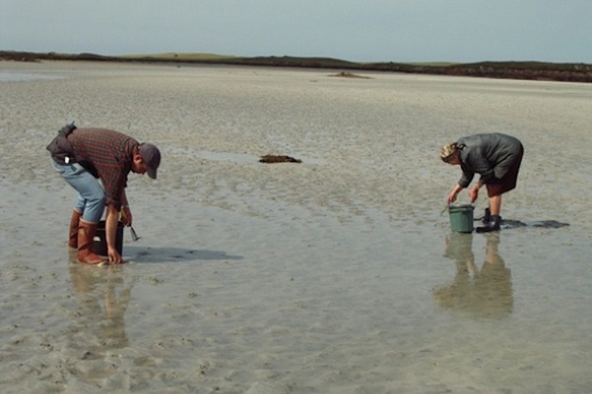 Cockles — Science Learning Hub