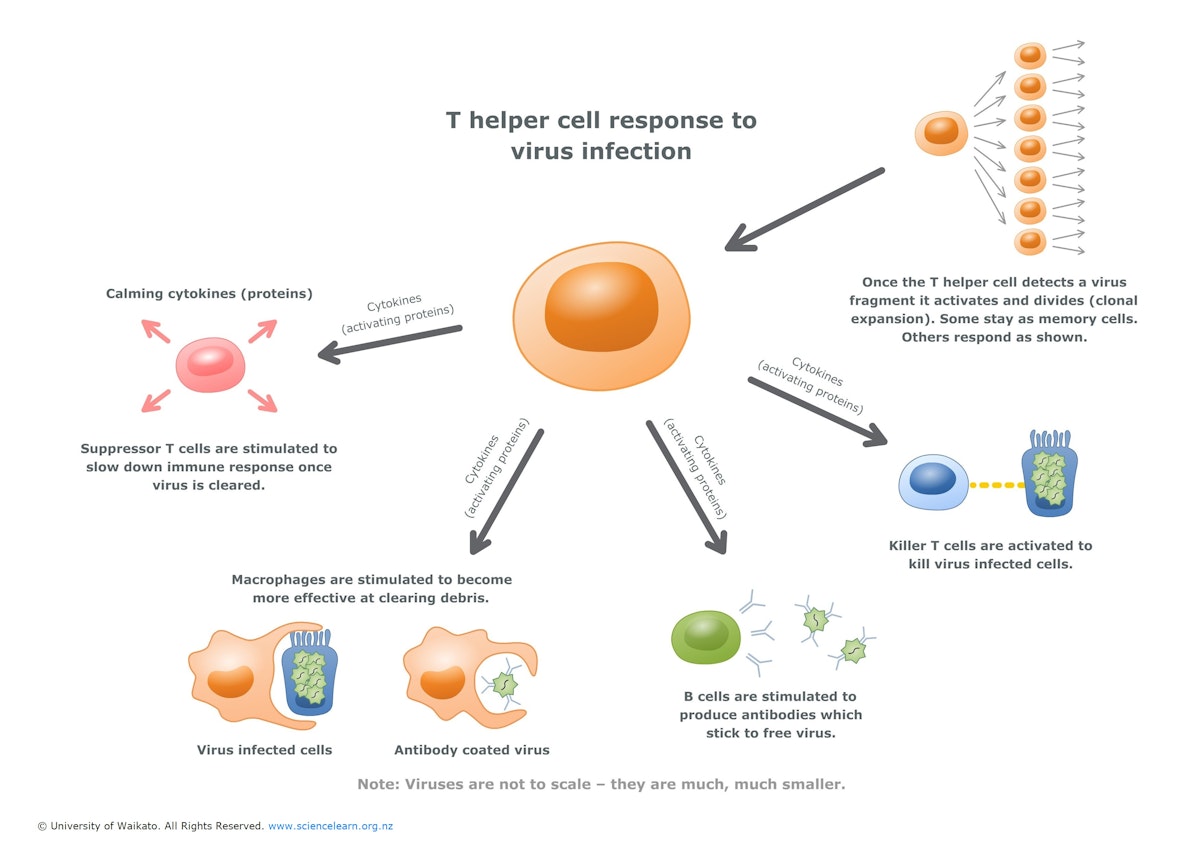 The body’s second line of defence — Science Learning Hub