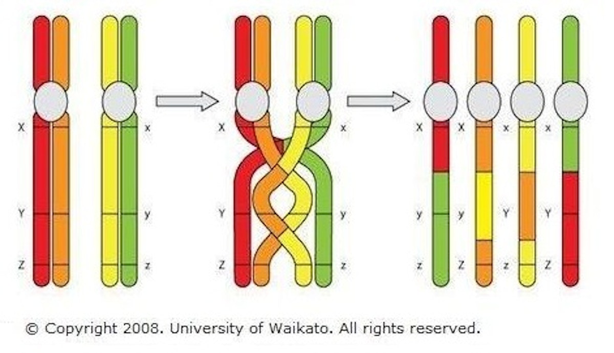 Meiosis, inheritance and variation — Science Learning Hub