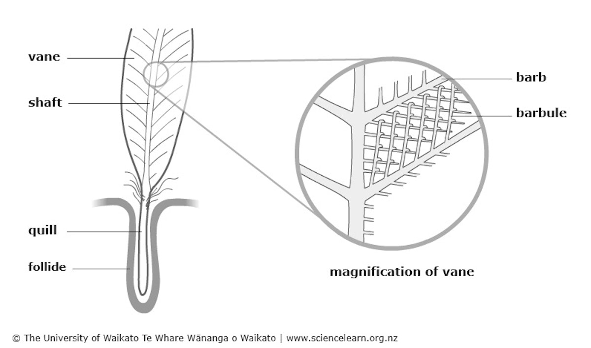Parts of a feather — Science Learning Hub