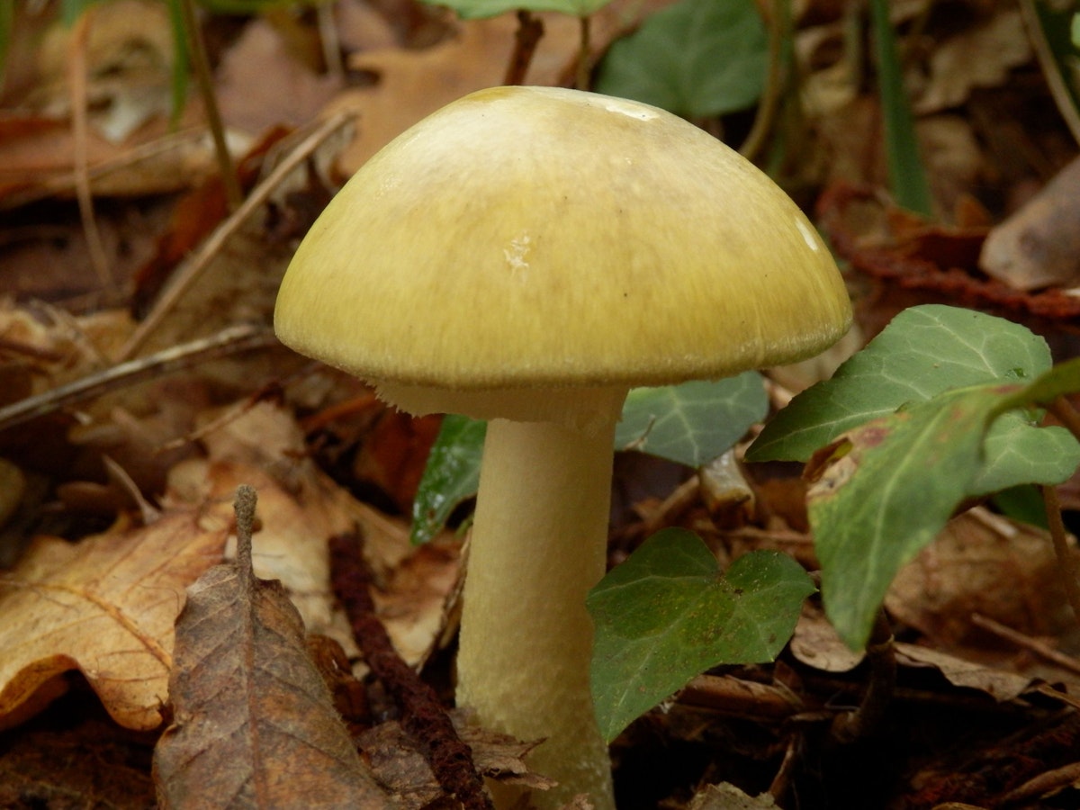 Death cap — Science Learning Hub
