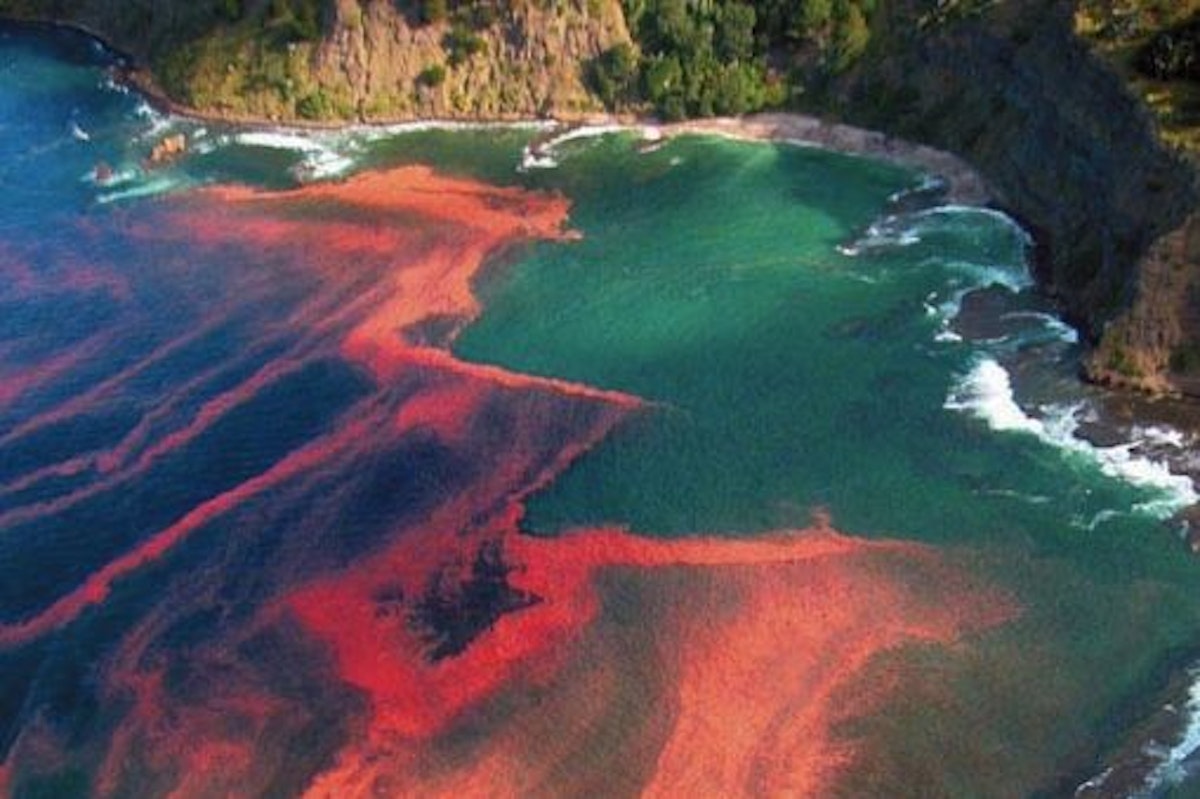 Red tide — Science Learning Hub