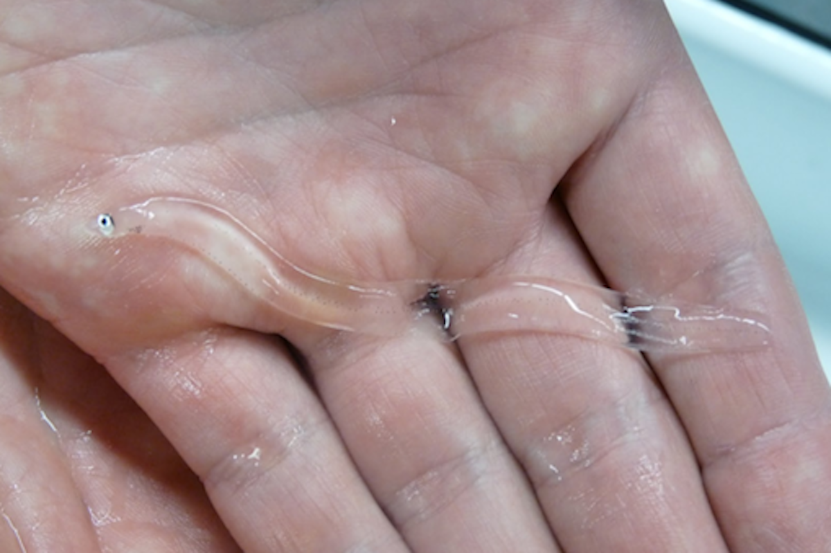 Tuna – working with glass eels — Science Learning Hub