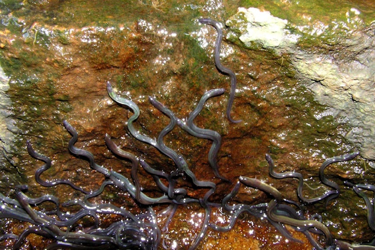 Longfin eels — Science Learning Hub