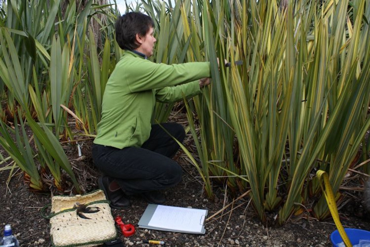Harakeke under the microscope — Science Learning Hub