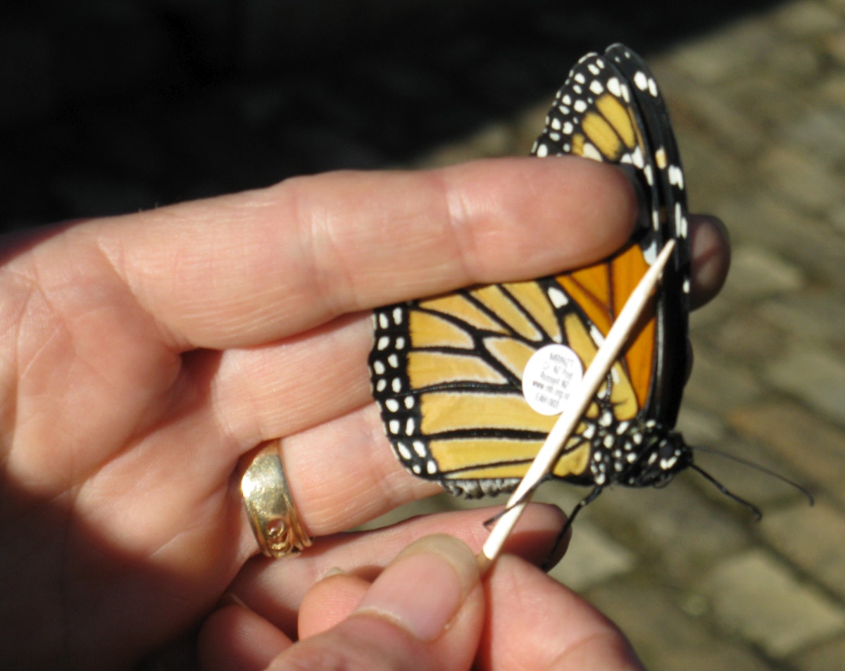 Tagged butterfly — Science Learning Hub