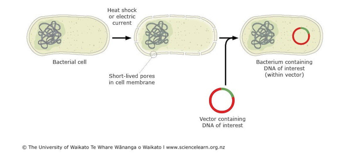 Getting a vector into bacteria — Science Learning Hub