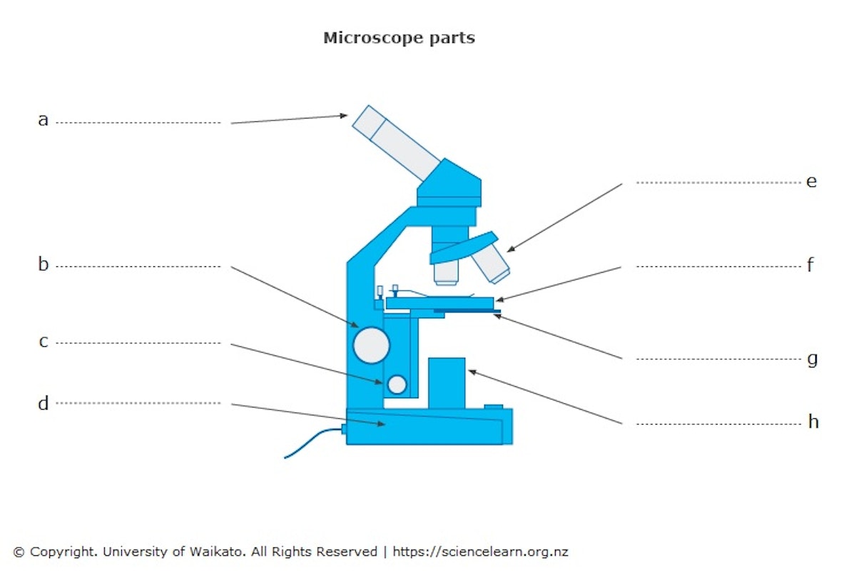 Microscope parts — Science Learning Hub