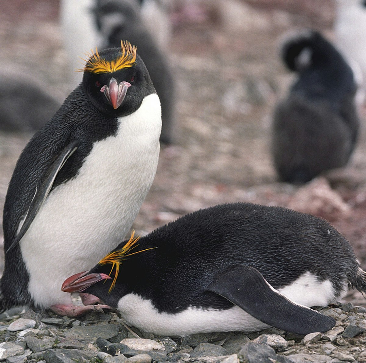 Penguins — Science Learning Hub