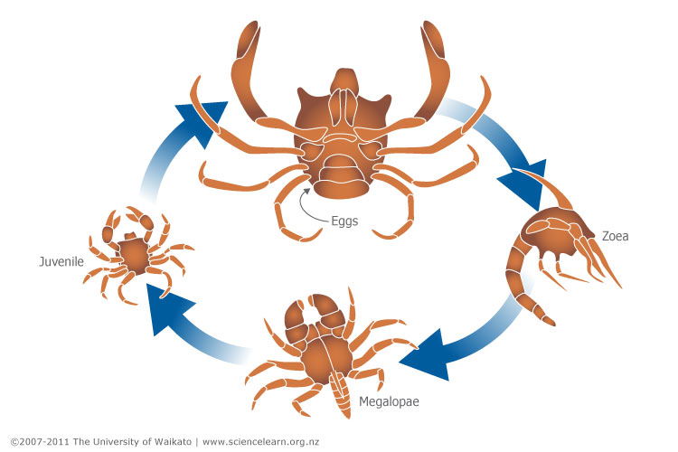 Pea Crab