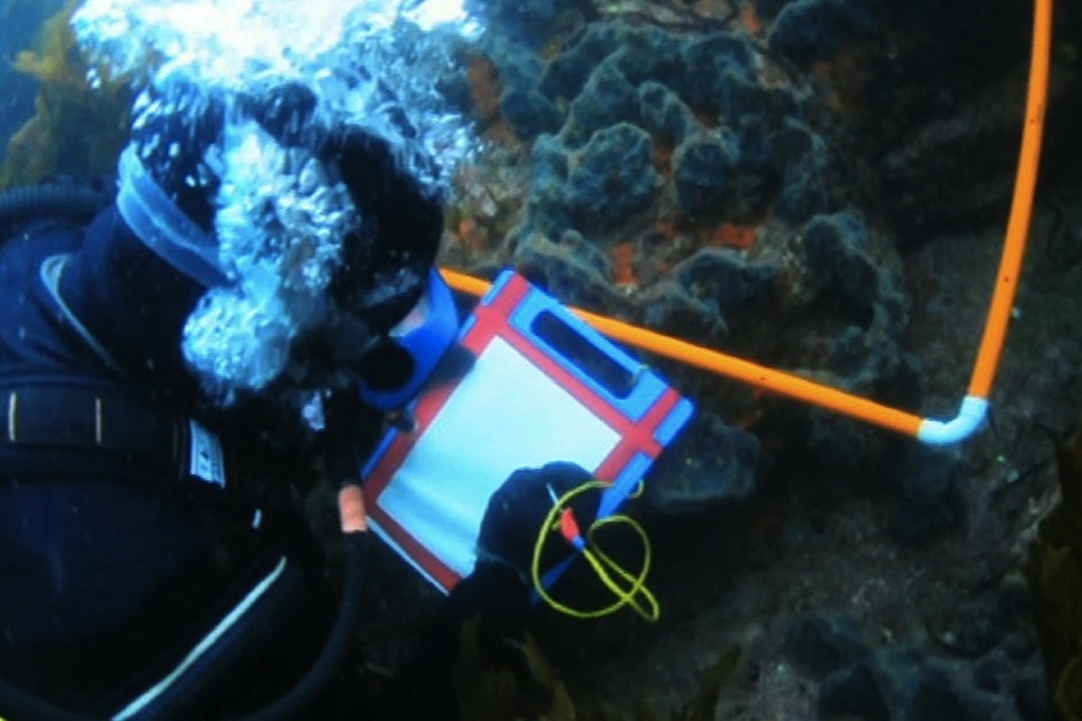 Underwater survey of marine life — Science Learning Hub