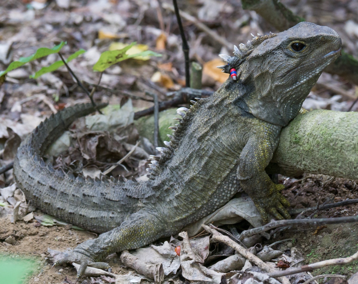 Tuatara — Science Learning Hub