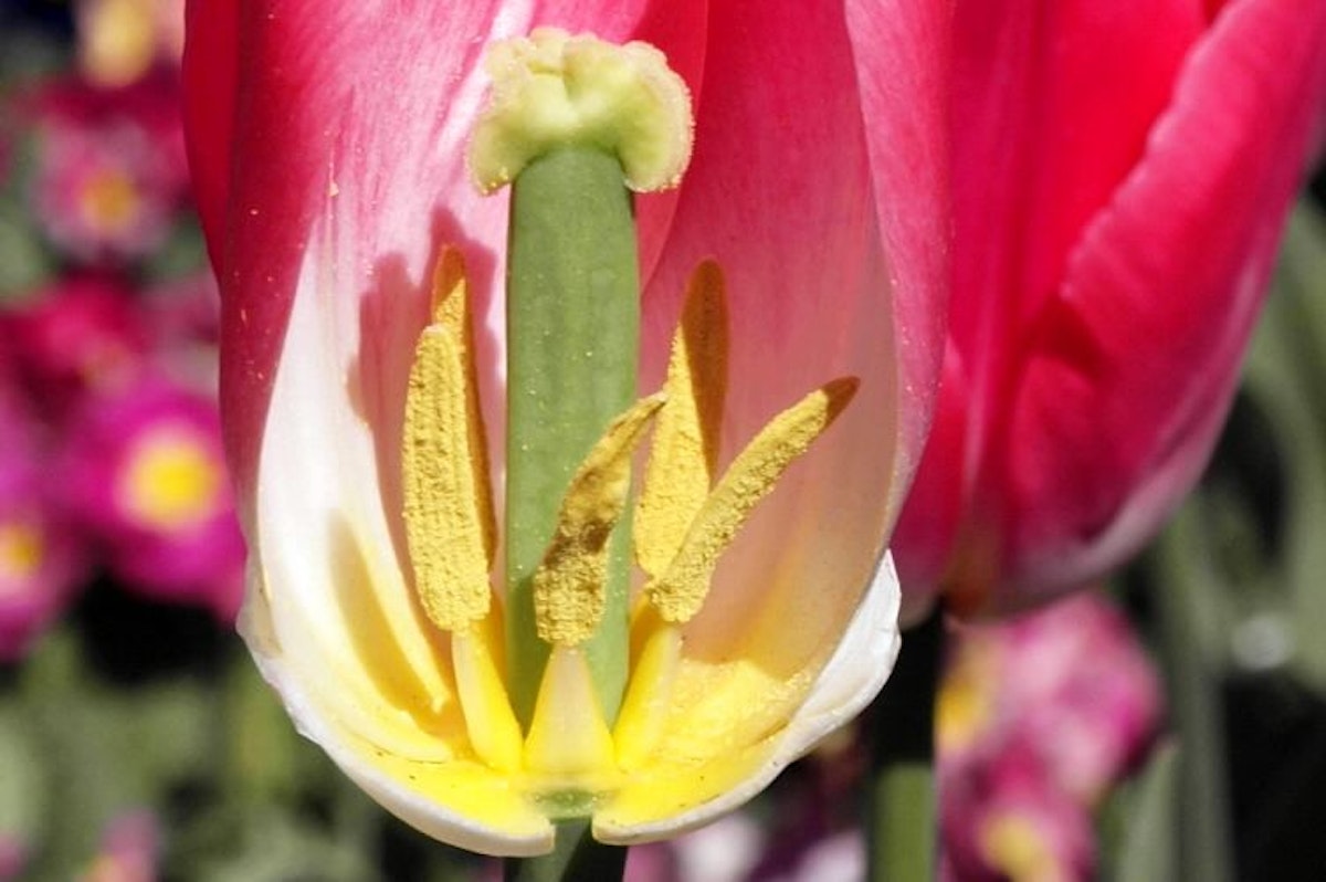 Inside a tulip — Science Learning Hub