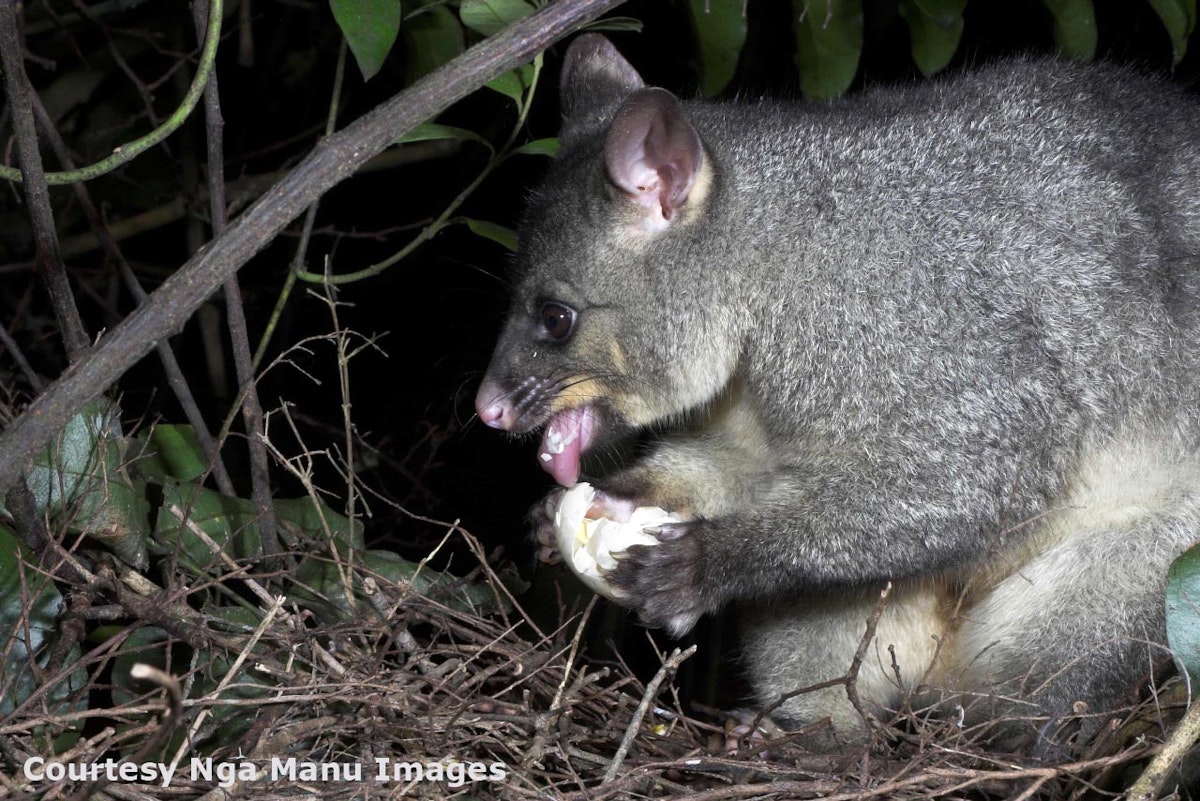 Predation of native birds — Science Learning Hub