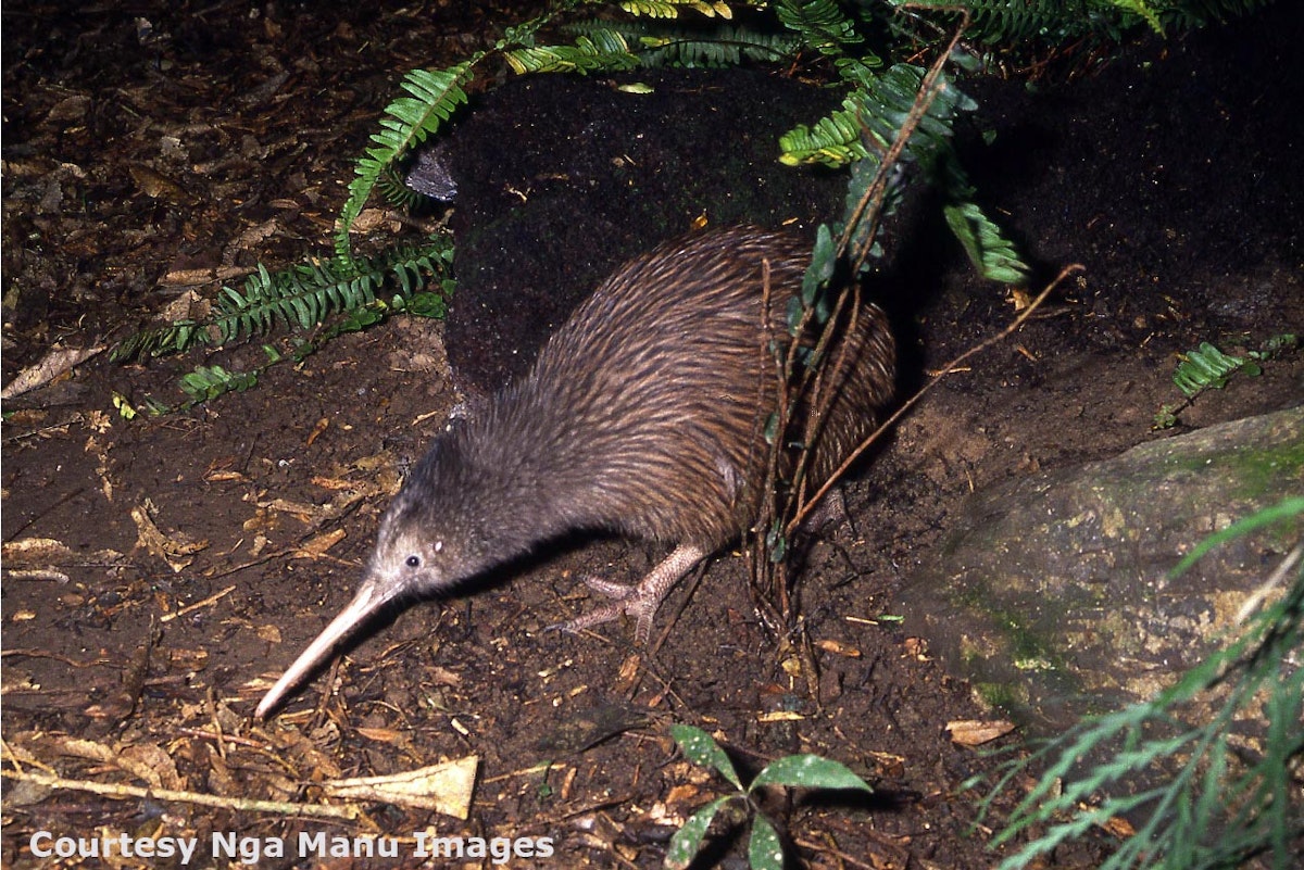 Kiwi adaptations — Science Learning Hub