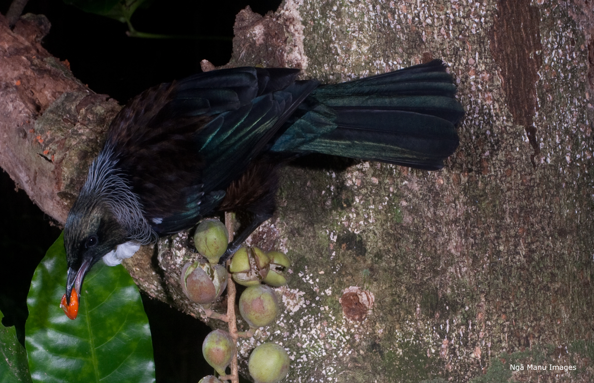 Tūī feeding — Science Learning Hub