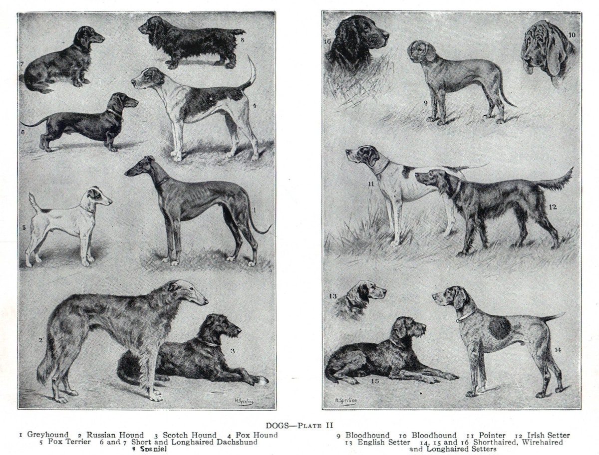 Dog breeds — Science Learning Hub