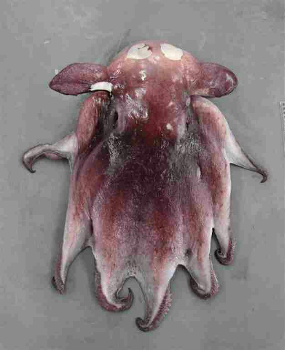 A large ‘dumbo’ octopus — Science Learning Hub