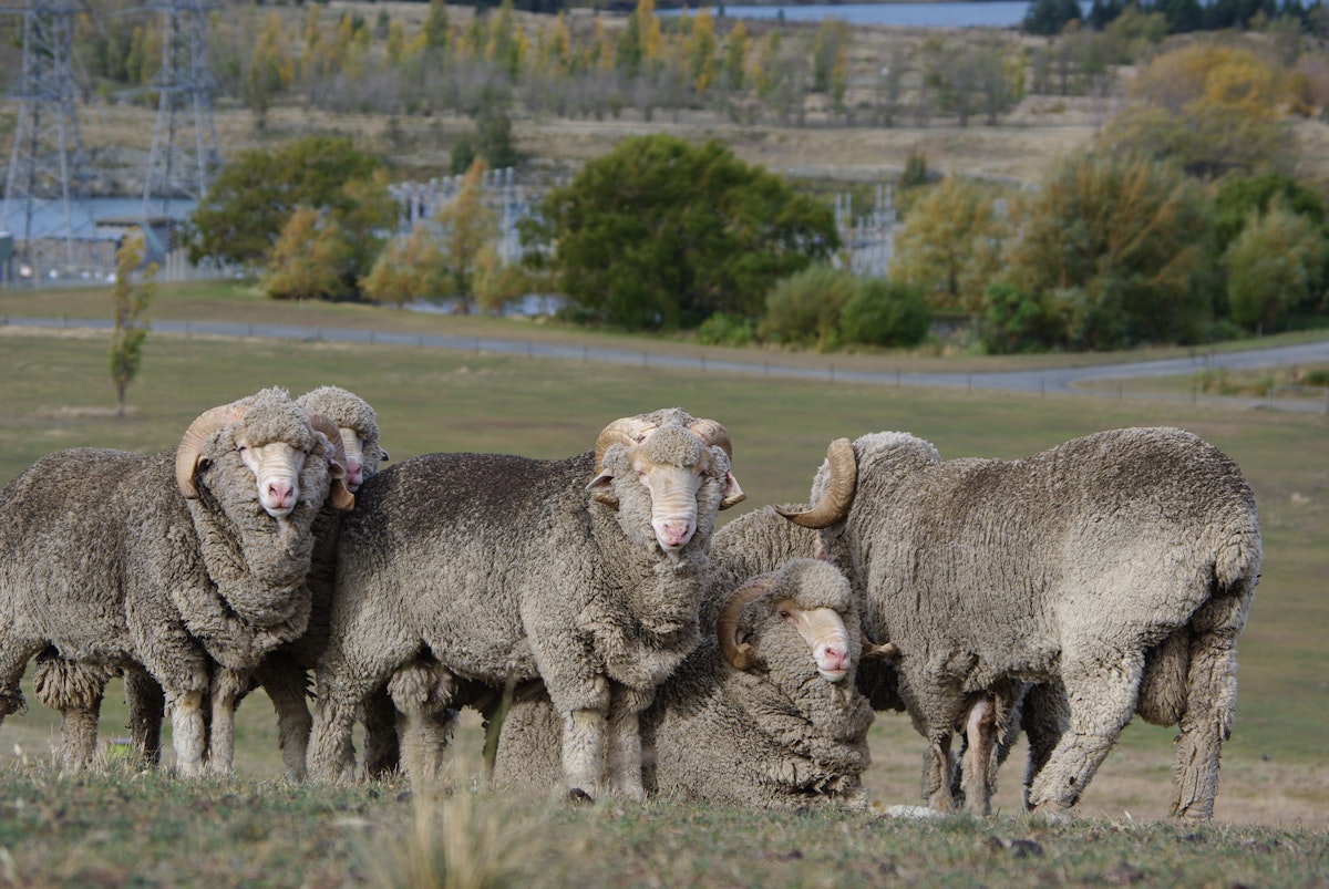 Traditional Merino sheep — Science Learning Hub