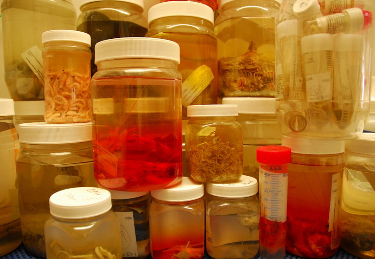Creating order from chaos — Science Learning Hub