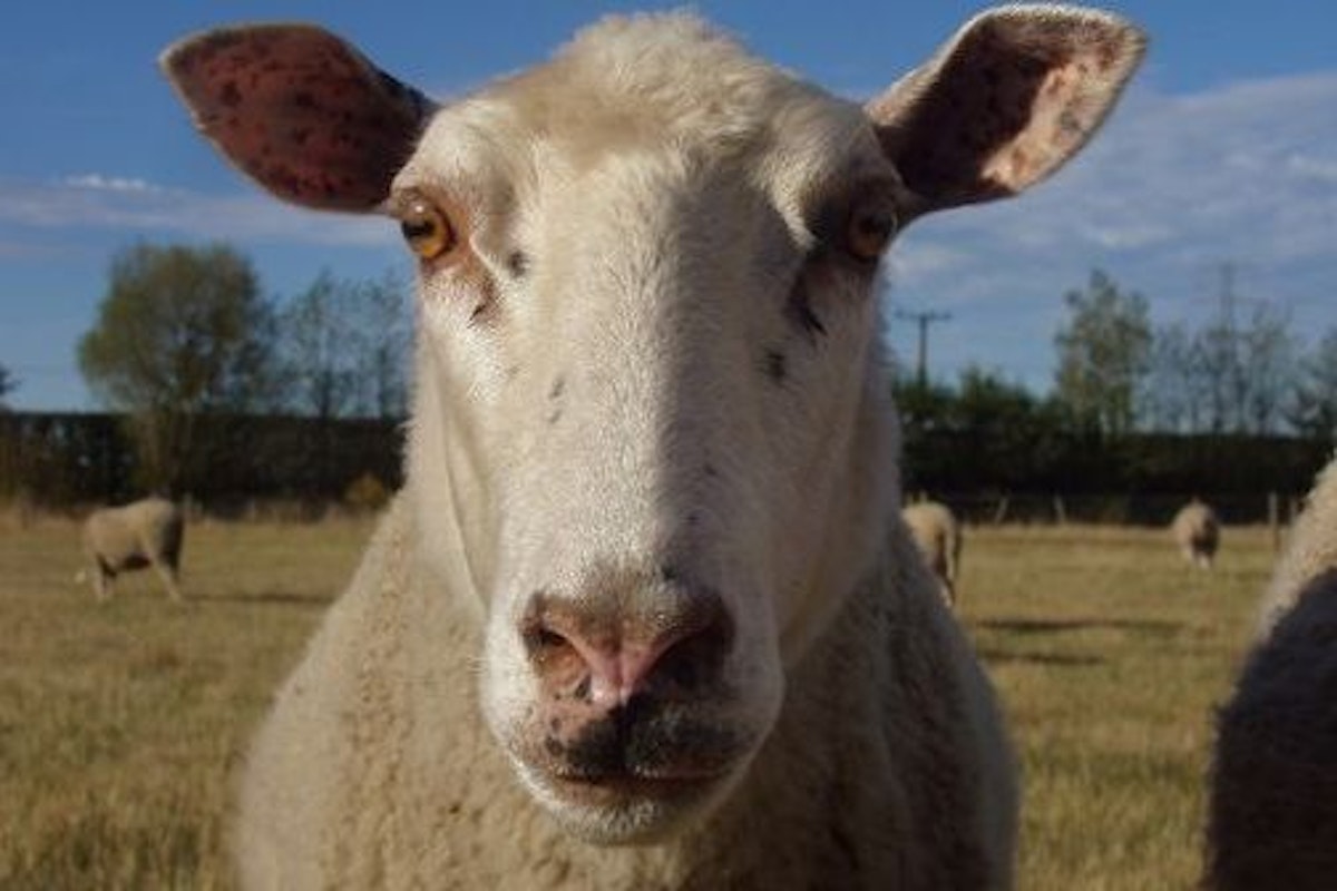 Sheep head — Science Learning Hub