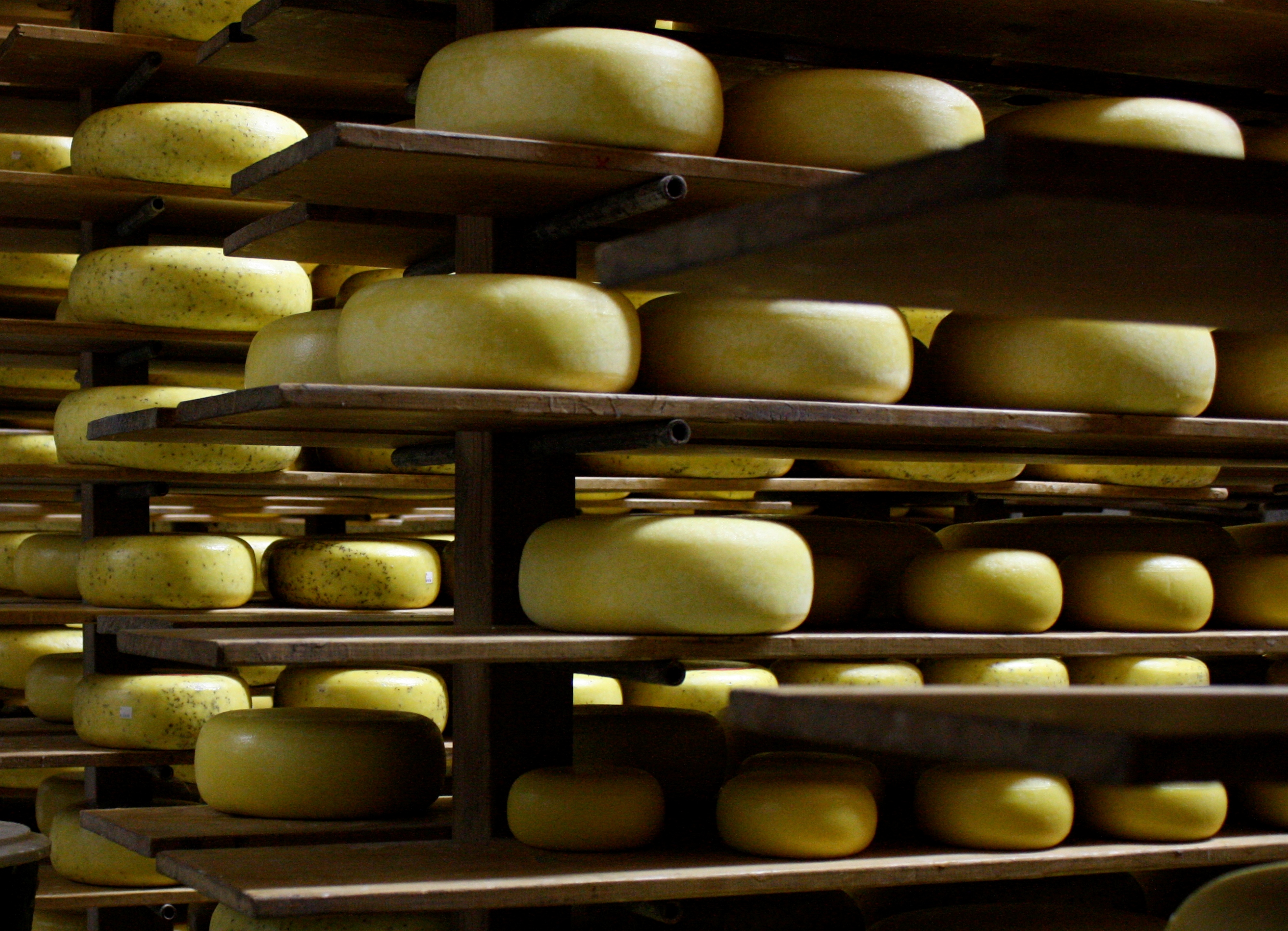 How Cheese Is Made With Bacteria