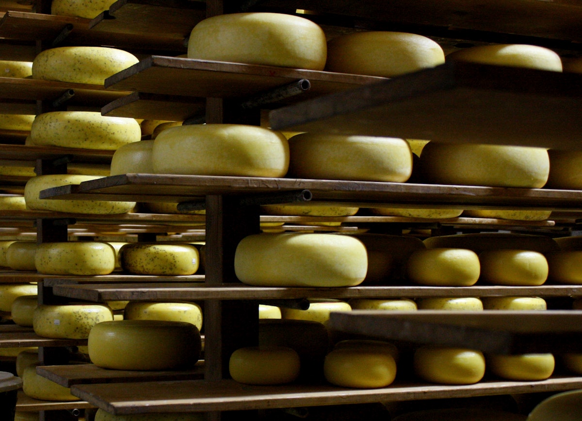 The science of cheese — Science Learning Hub