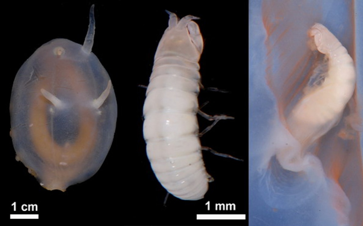 Tanaid parasite — Science Learning Hub