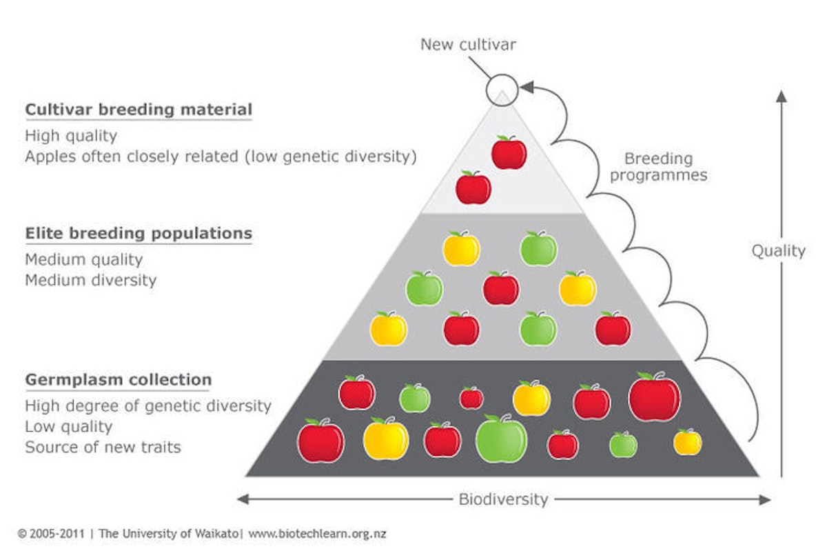 The germplasm collection in apple breeding