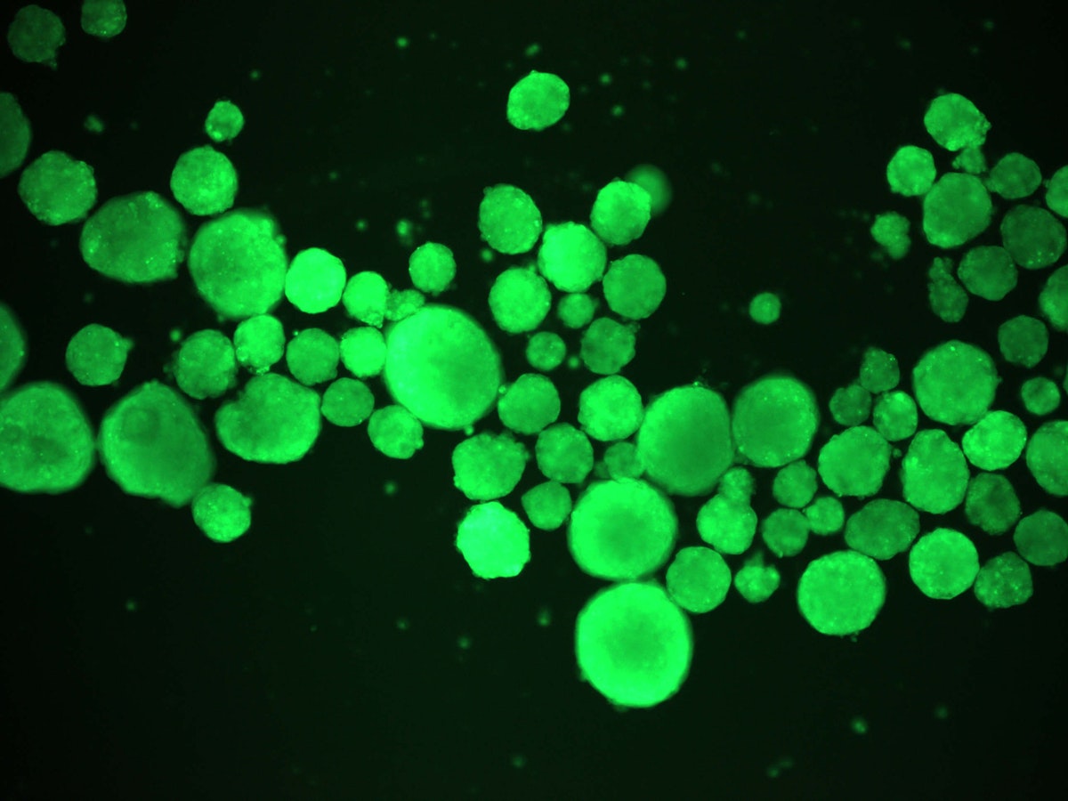 Pig cells stained for viability — Science Learning Hub