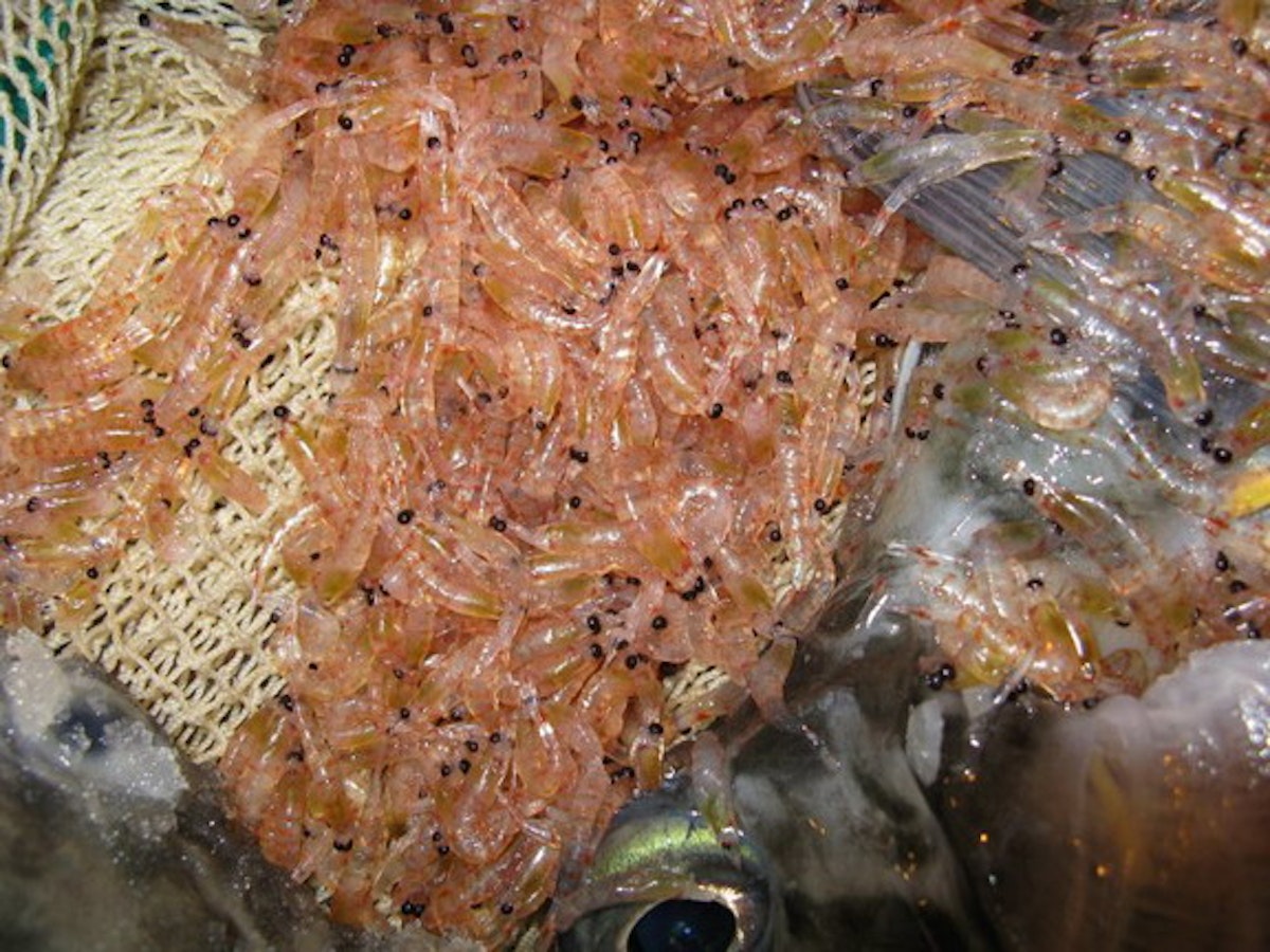 A catch of krill — Science Learning Hub