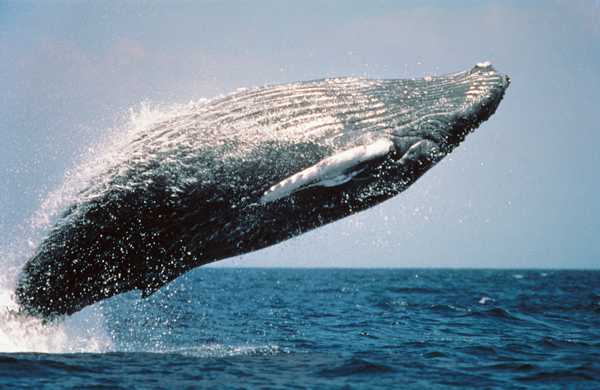 Whales — Science Learning Hub