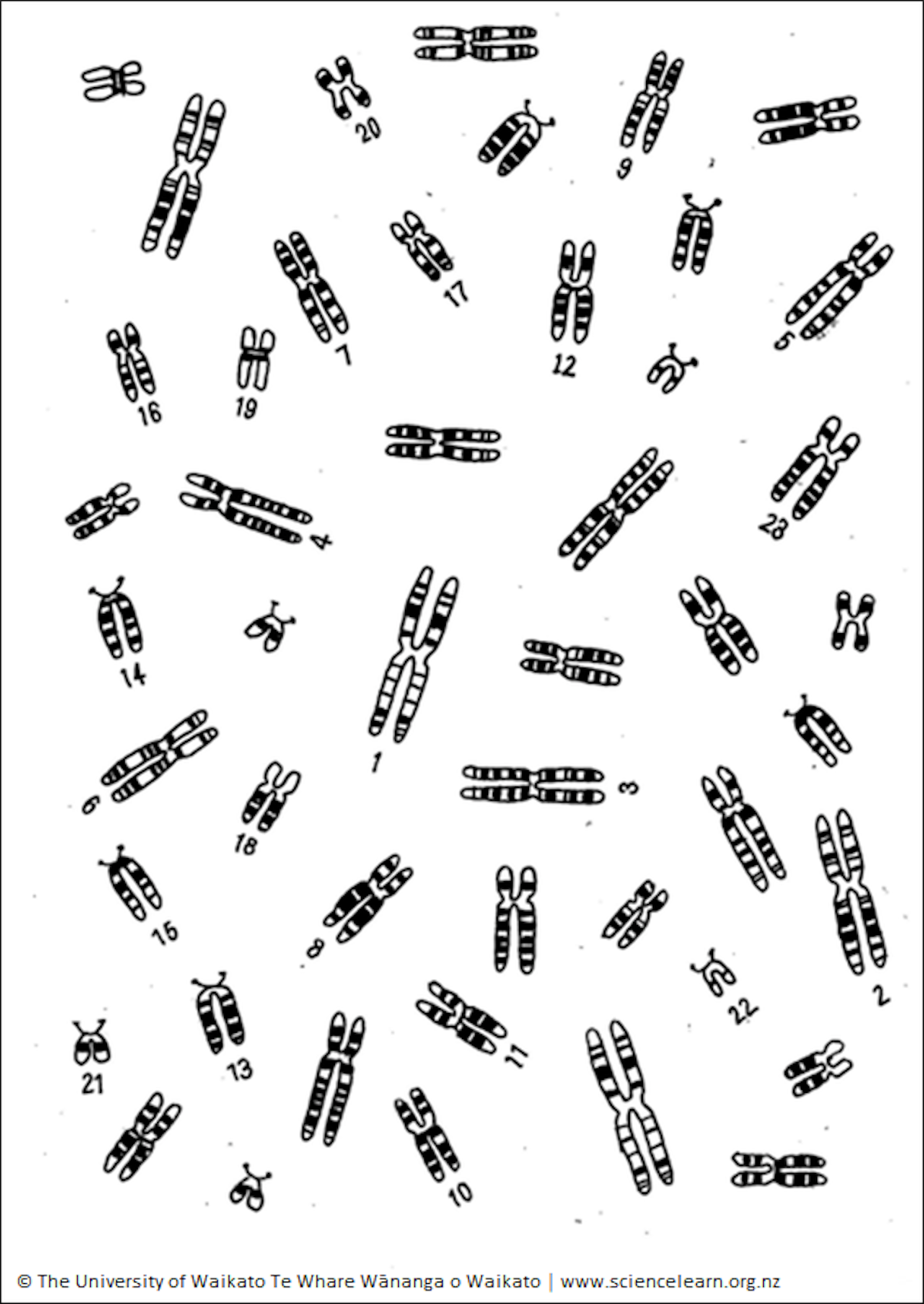 Karyotypes — Science Learning Hub