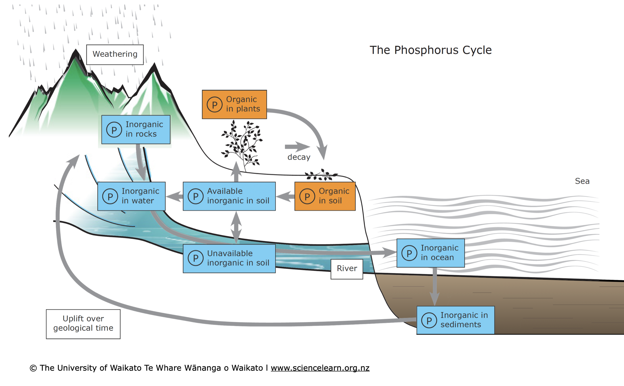 Phosphorus Cycle In Water Stacked Practices: The Key To Phosphorus