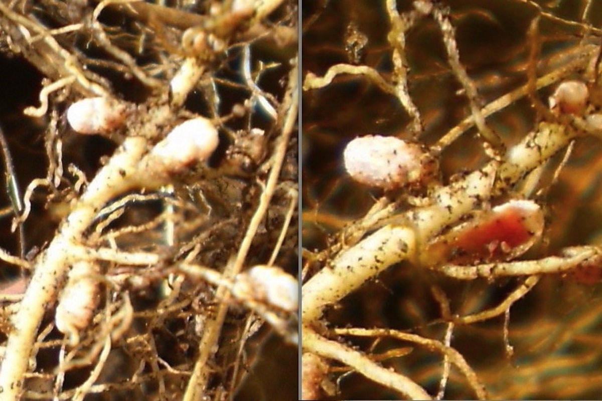 The role of clover — Science Learning Hub